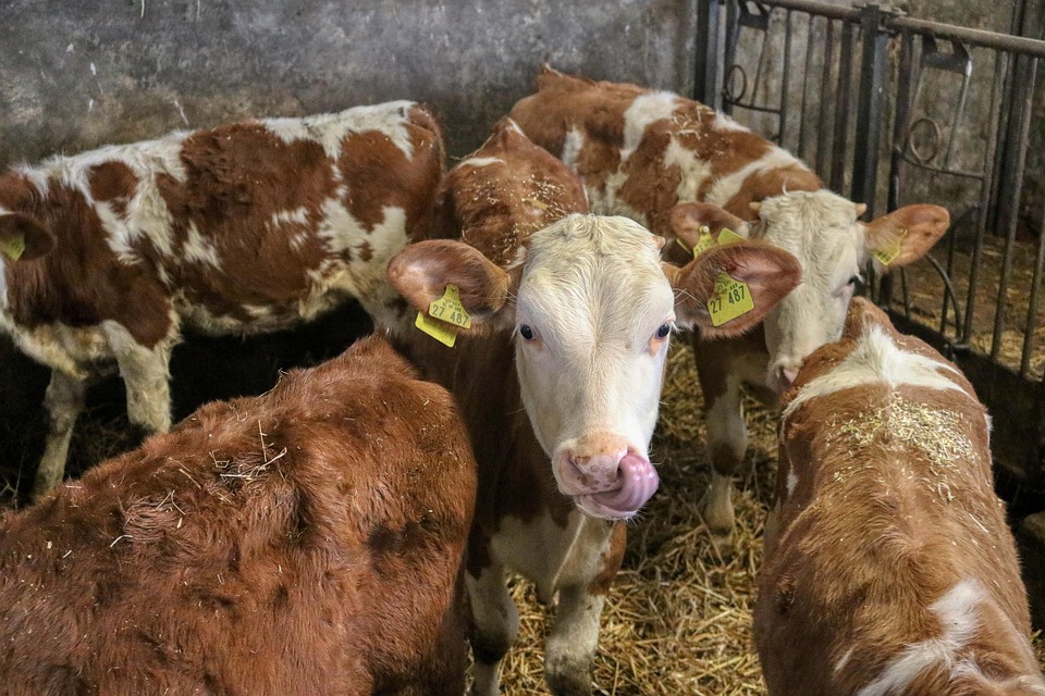 Cow Farm Yard Bovine - Free photo on Pixabay - Pixabay