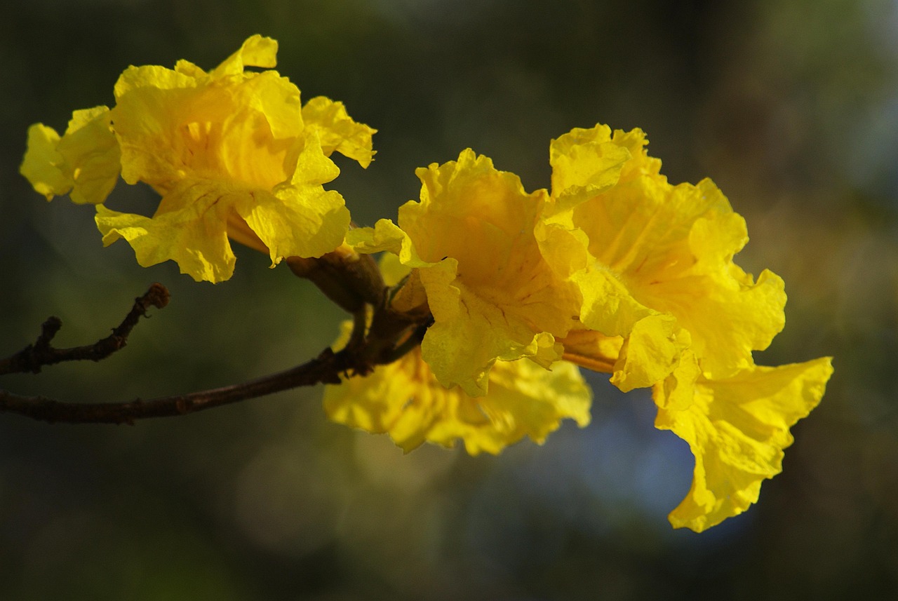 Mais de 50 imagens grátis de Ipê e Ipê Amarelo - Pixabay