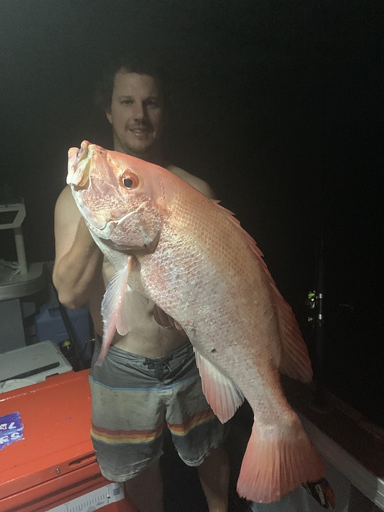 Red Emperor Fish Big - Free photo on Pixabay - Pixabay