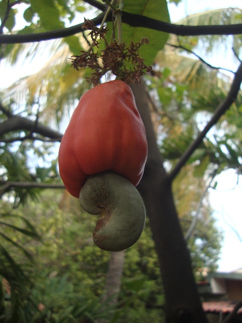 Marañón Fruta Verano - Foto gratuita no Pixabay - Pixabay