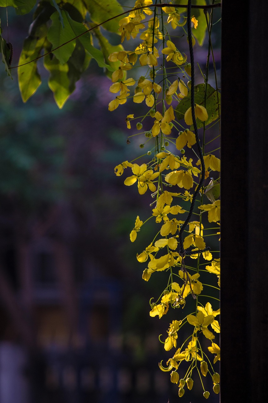 Dok Khoun Cassia Fistula Flower - Free photo on Pixabay - Pixabay