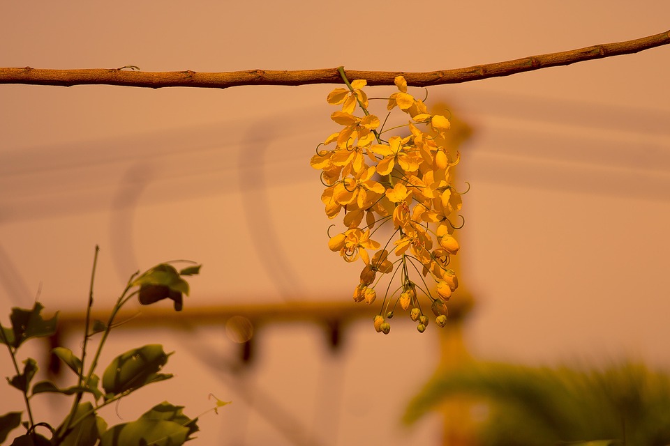 Dok Khoun Cassia Fistula Flower - Free photo on Pixabay - Pixabay