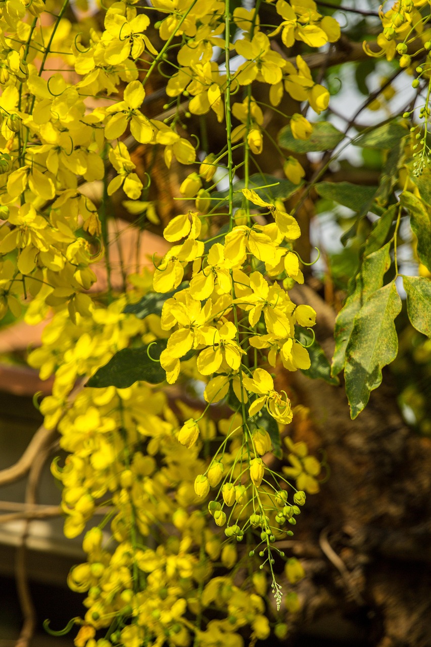 Dok Khoun Cassia Fistula Flower - Free photo on Pixabay - Pixabay