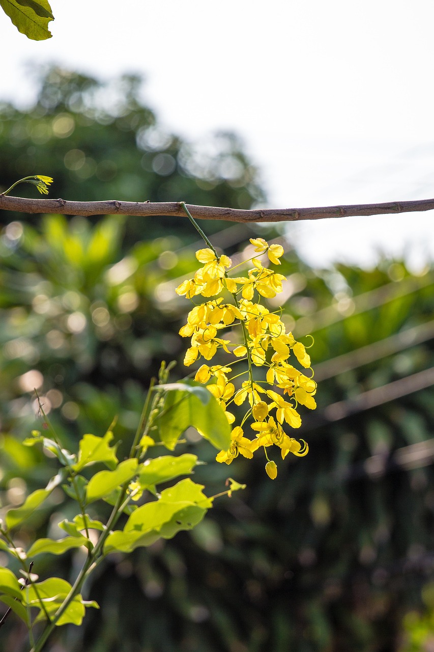 Dok Khoun Cassia Fistula Flower - Free photo on Pixabay - Pixabay