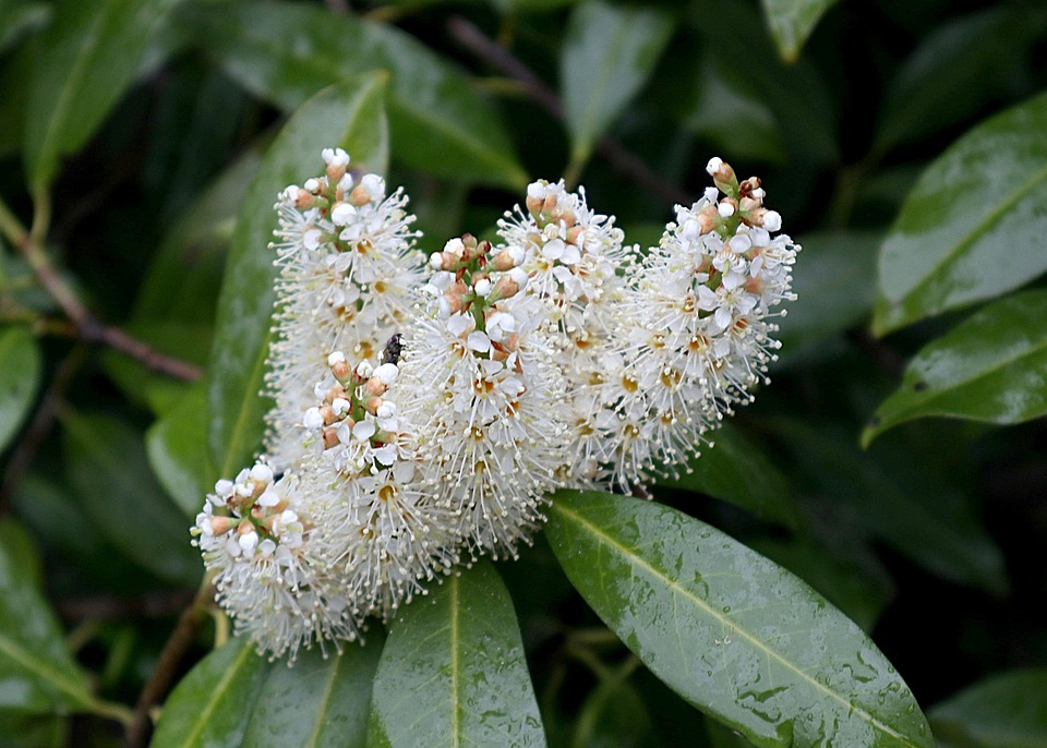 Cereja Louro Prunus Laurocerasus - Foto gratuita no Pixabay - Pixabay