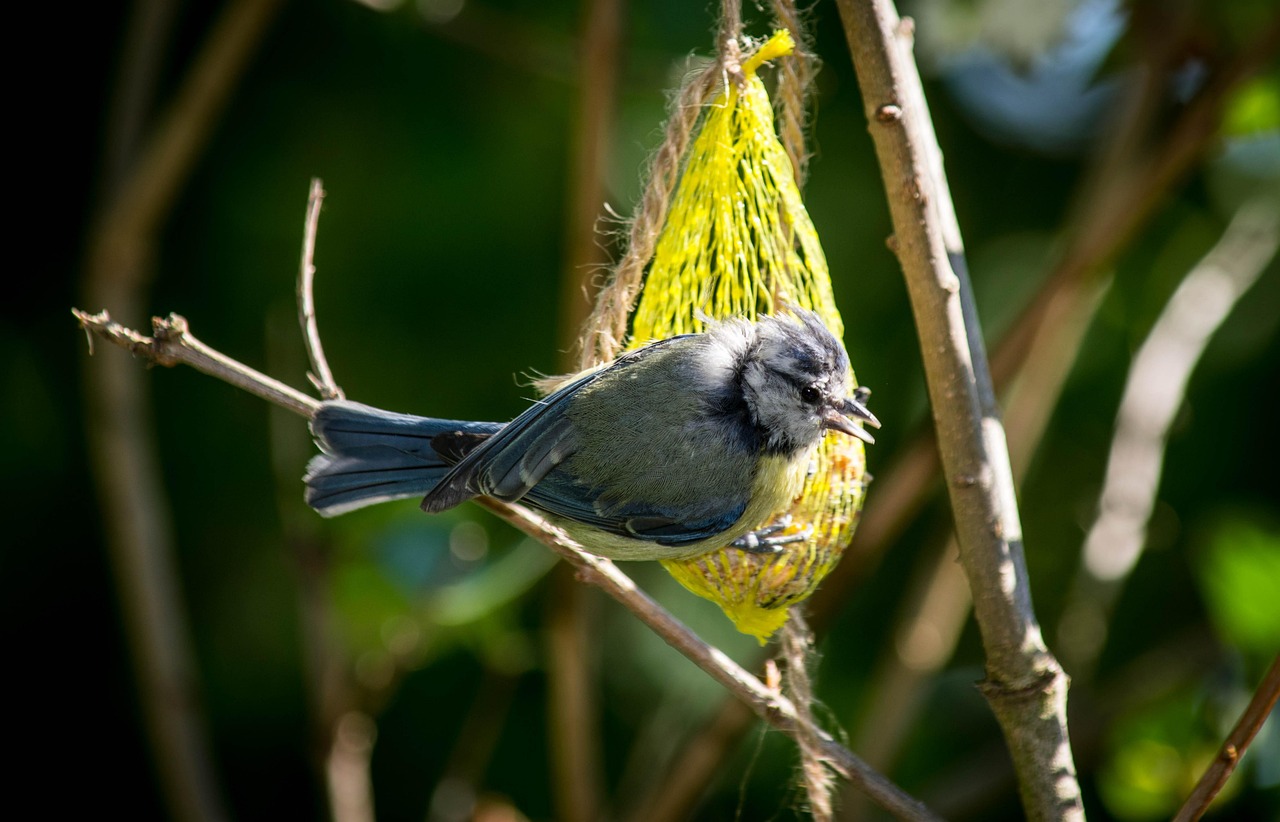La Nature Des Oiseaux Animal Le - Photo gratuite sur Pixabay - Pixabay