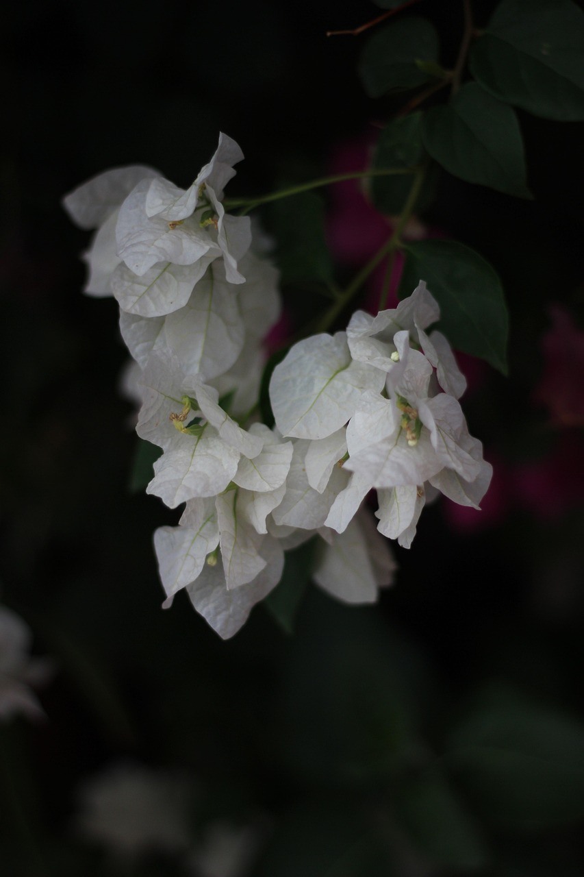 Bunga Putih Seikat Buket - Foto gratis di Pixabay - Pixabay