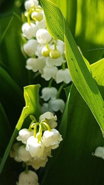 10+ Free Kwiaty-Ogrodowe & Kwiaty Images - Pixabay