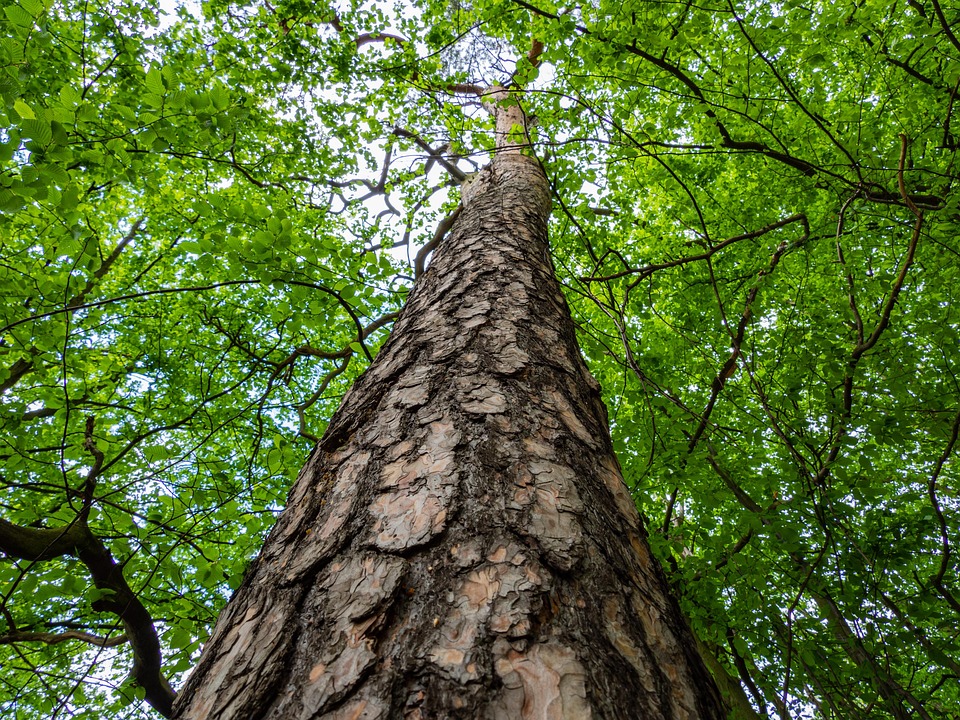 Tree Bark Branches - Free photo on Pixabay - Pixabay