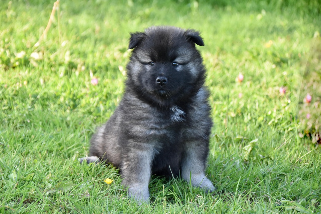 100,000+ Free Raven Female Dog & Crow Images - Pixabay