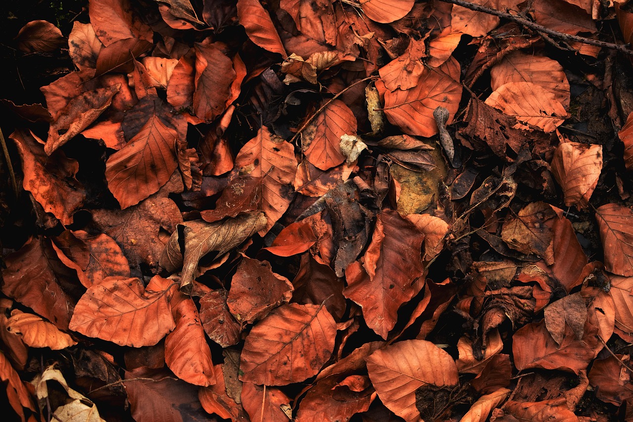 Fall Leaves Forest - Free photo on Pixabay - Pixabay