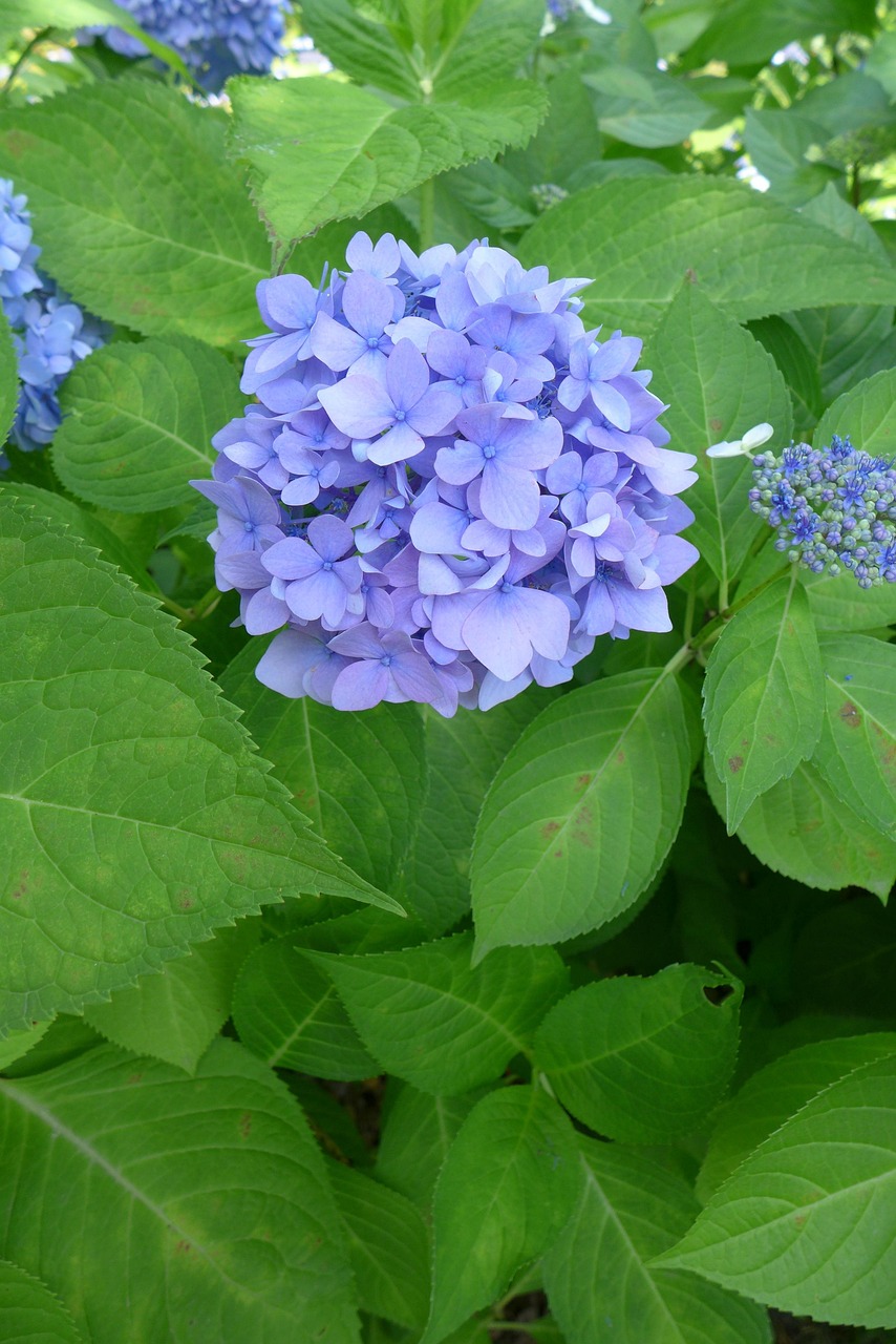 Bunga Hydrangea Alam - Foto gratis di Pixabay - Pixabay