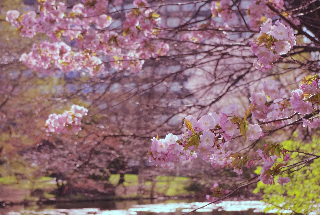 Sakura Flower Pastel - Free photo on Pixabay
