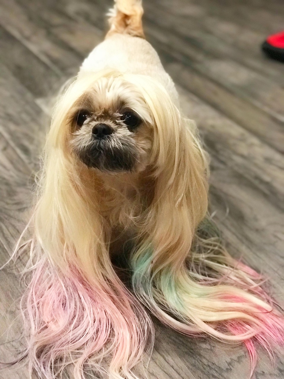 Dog Wig - Free photo on Pixabay - Pixabay