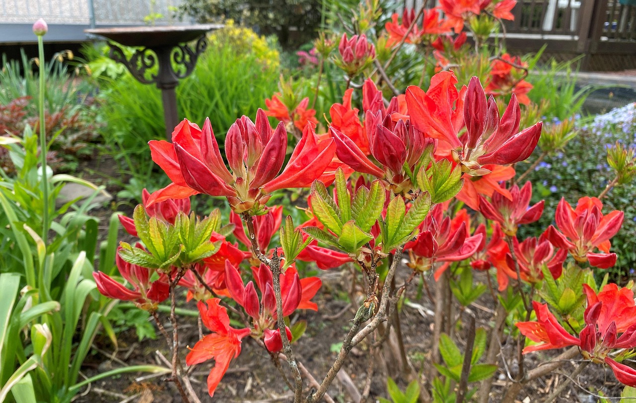 Rouge Azalea Vert - Photo gratuite sur Pixabay - Pixabay