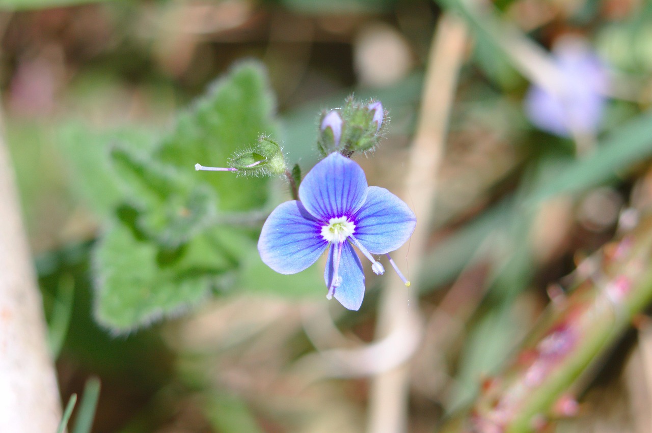Cepat Veronica Biru - Foto gratis di Pixabay - Pixabay