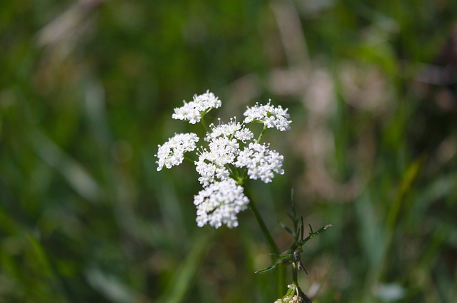 Putih Padang Rumput Bunga Musim - Foto gratis di Pixabay - Pixabay