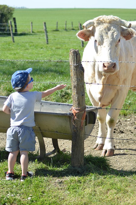 Child Cow Agriculture - Free photo on Pixabay