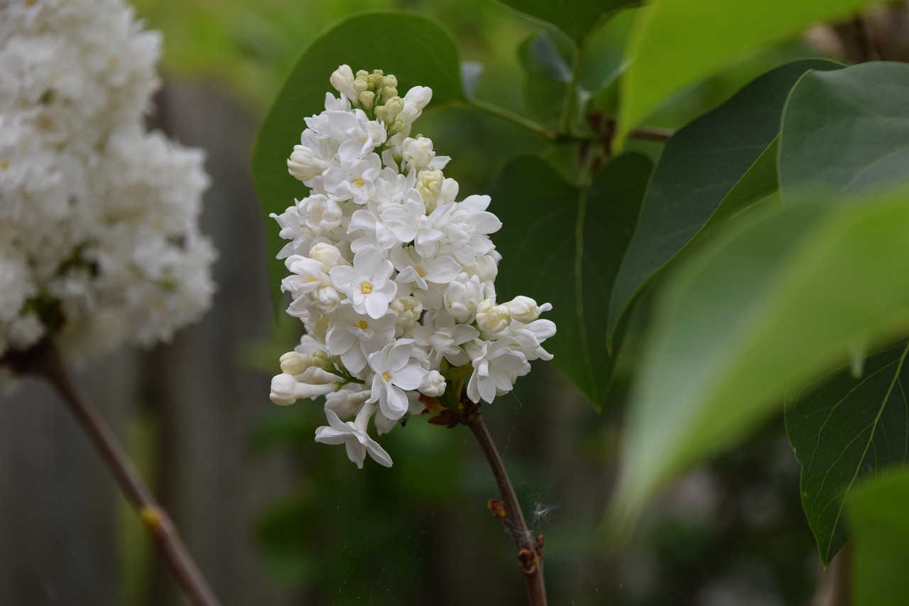 Flores Branco Verde Fechadura Do - Foto gratuita no Pixabay - Pixabay