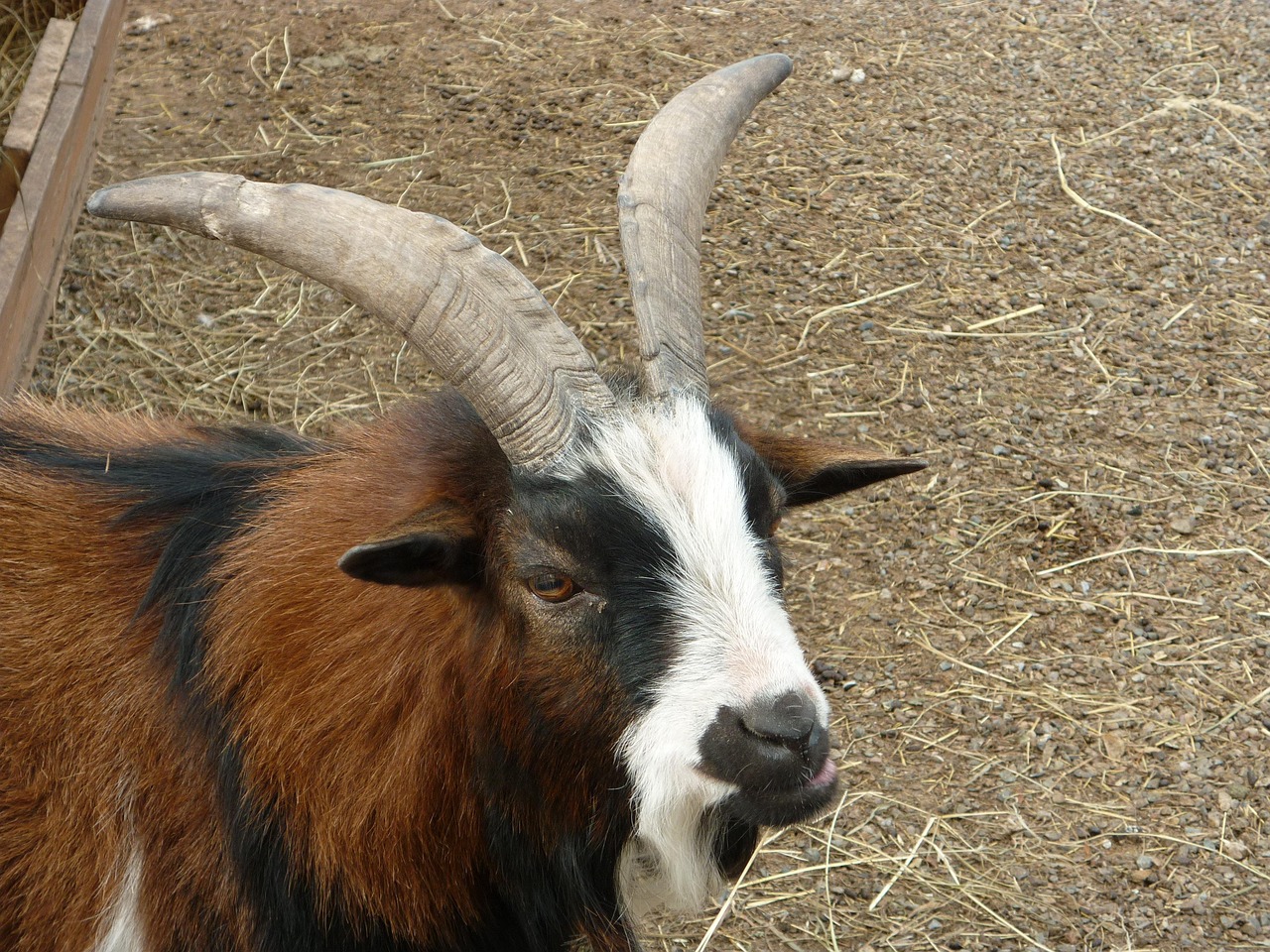 Animaux Chèvre Les Biberons - Photo gratuite sur Pixabay - Pixabay