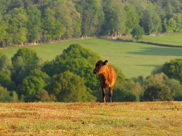 Calf Wild National Park New - Free photo on Pixabay