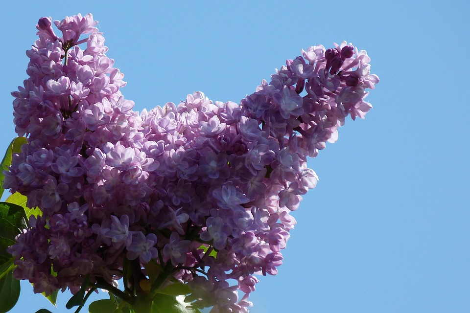 Syringa Vulgaris Lilac Blooms - Free photo on Pixabay - Pixabay