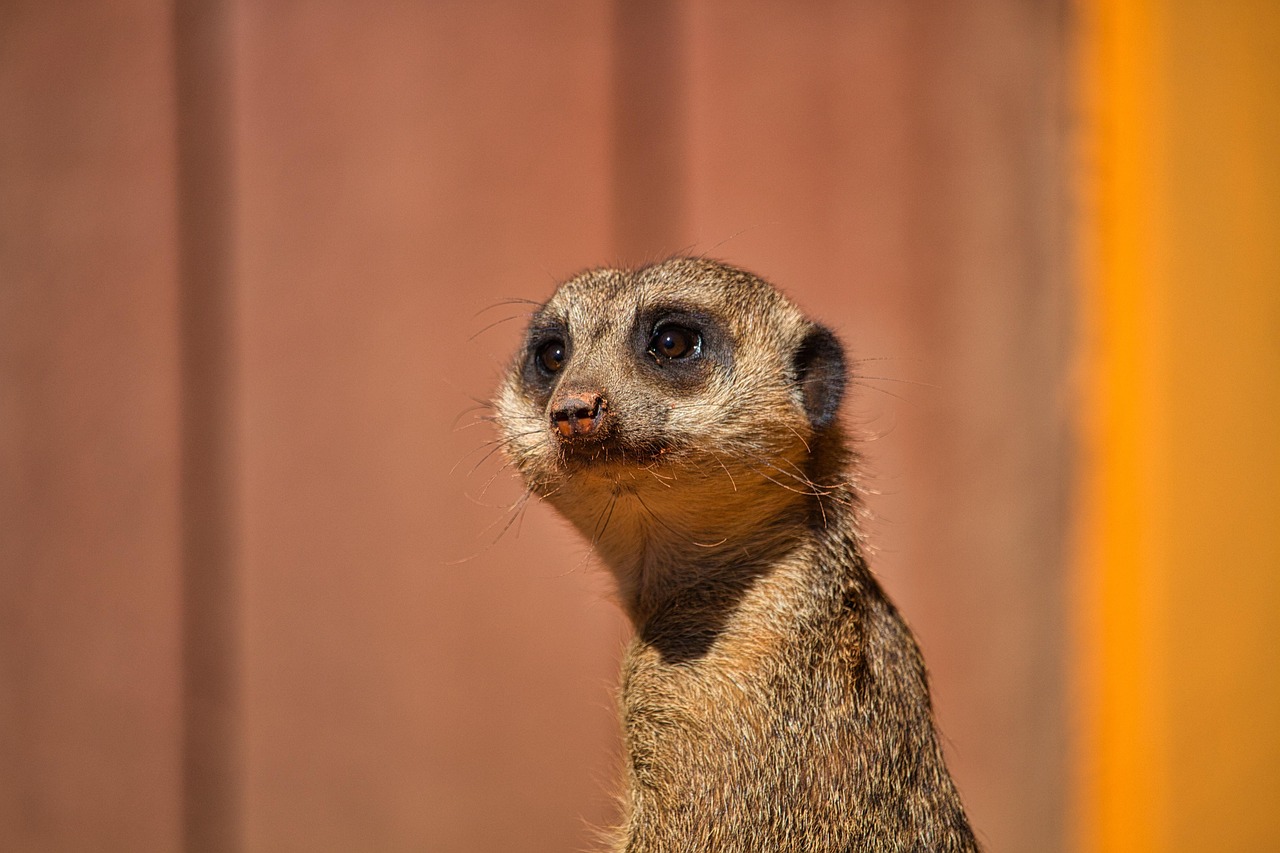 Meerkat Animal Nature - Free photo on Pixabay - Pixabay