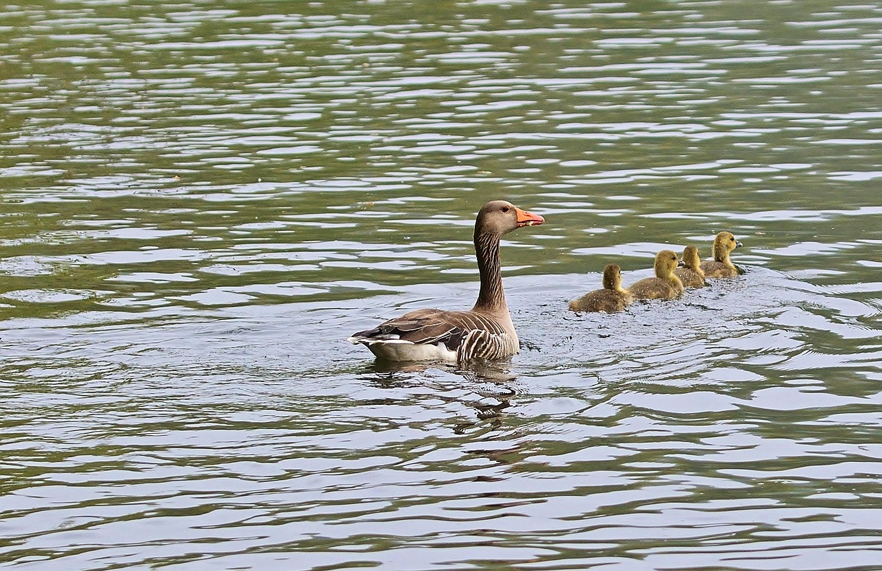 500+ Free Canada Goose & Nature Images - Pixabay