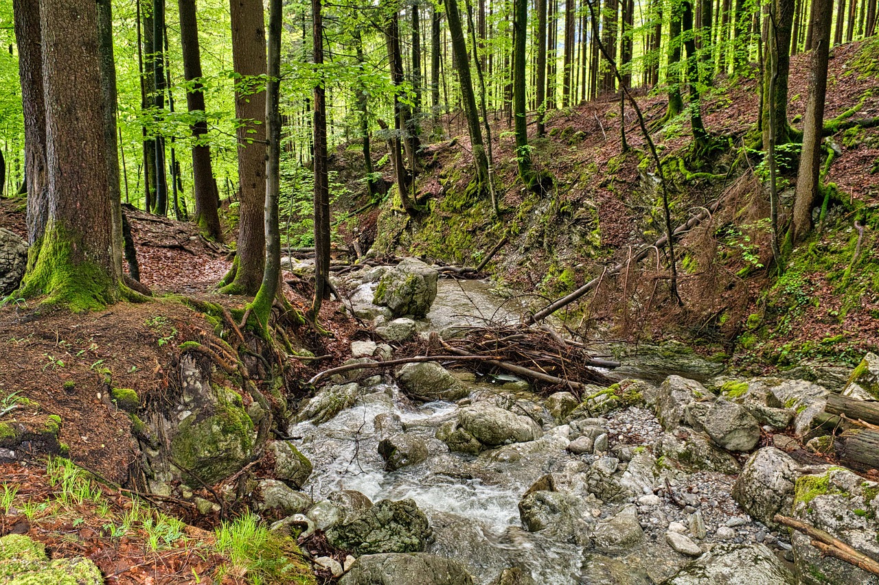 Bach Torrent Nature - Free photo on Pixabay - Pixabay