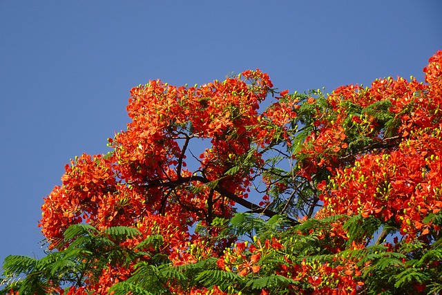 Bunga Delonix Regia Fabaceae Royal - Foto gratis di Pixabay