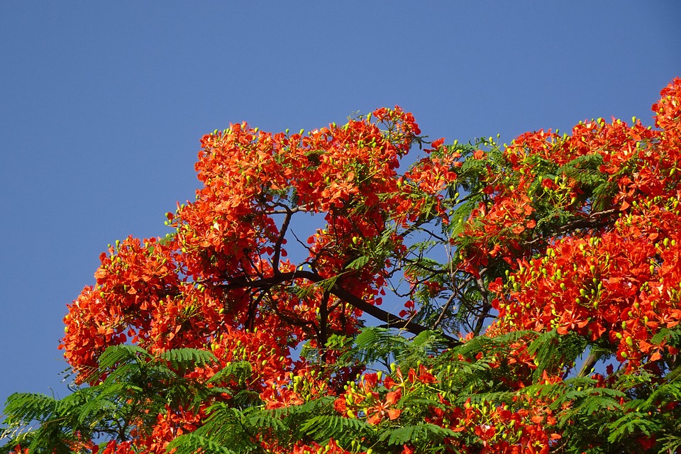 Bunga Delonix Regia Fabaceae Royal - Foto gratis di Pixabay