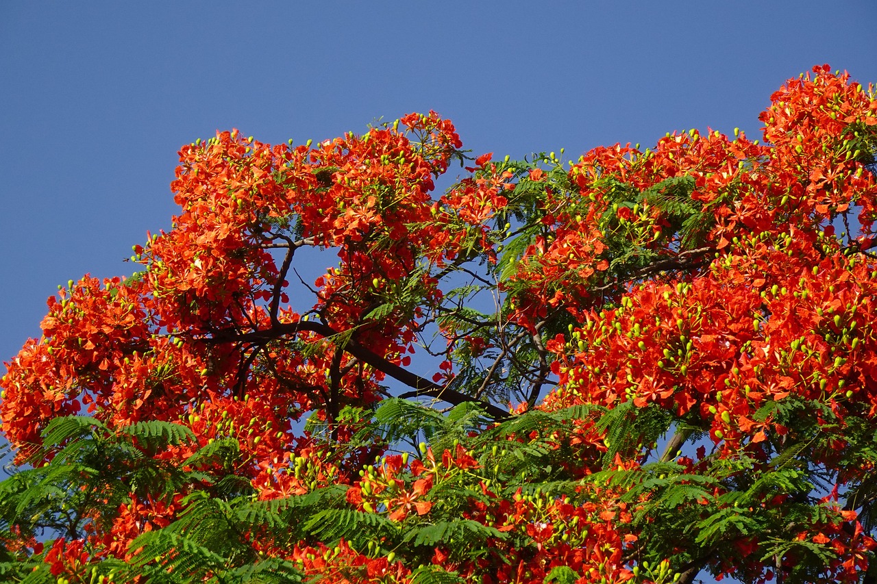 Bunga Delonix Regia Fabaceae Royal - Foto gratis di Pixabay - Pixabay