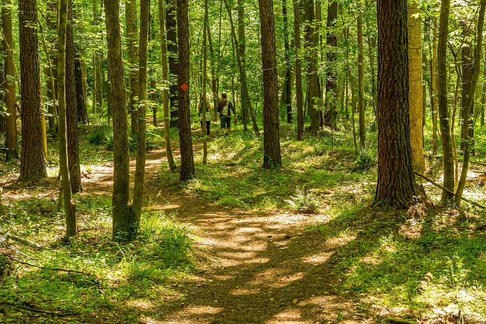 State Forest Hiking Trail Spring - Free photo on Pixabay