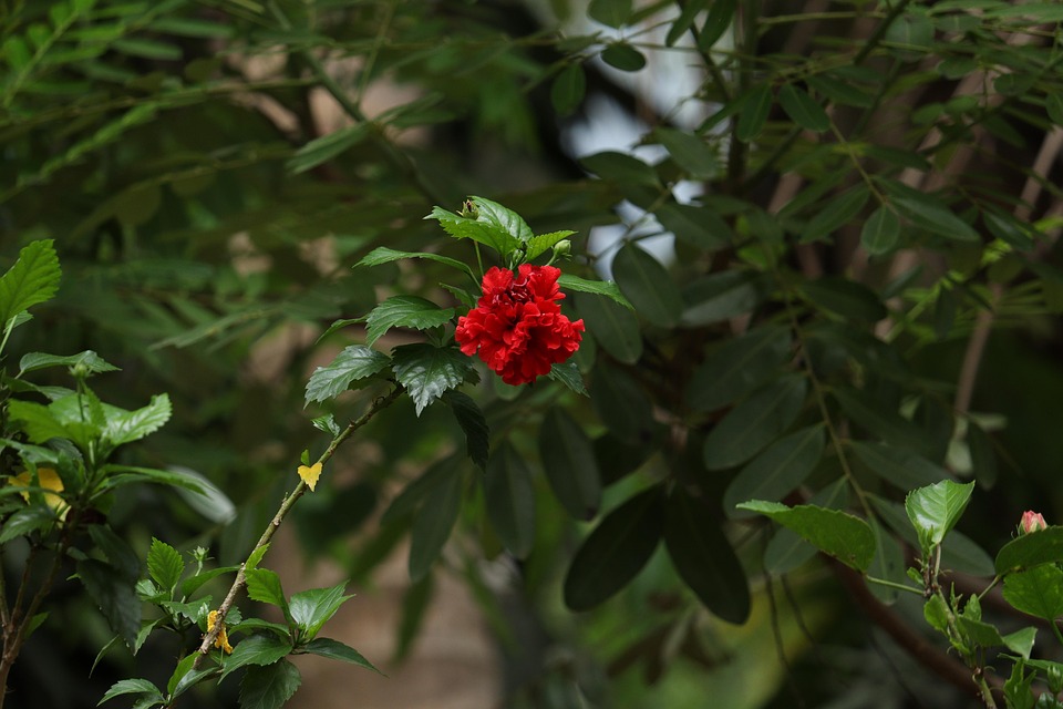 Kerala Nature Flower - Free photo on Pixabay
