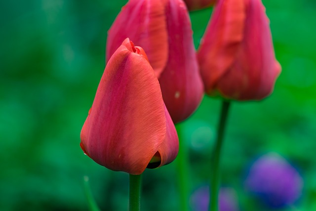 Tulipano Fiore Giardino - Foto gratis su Pixabay