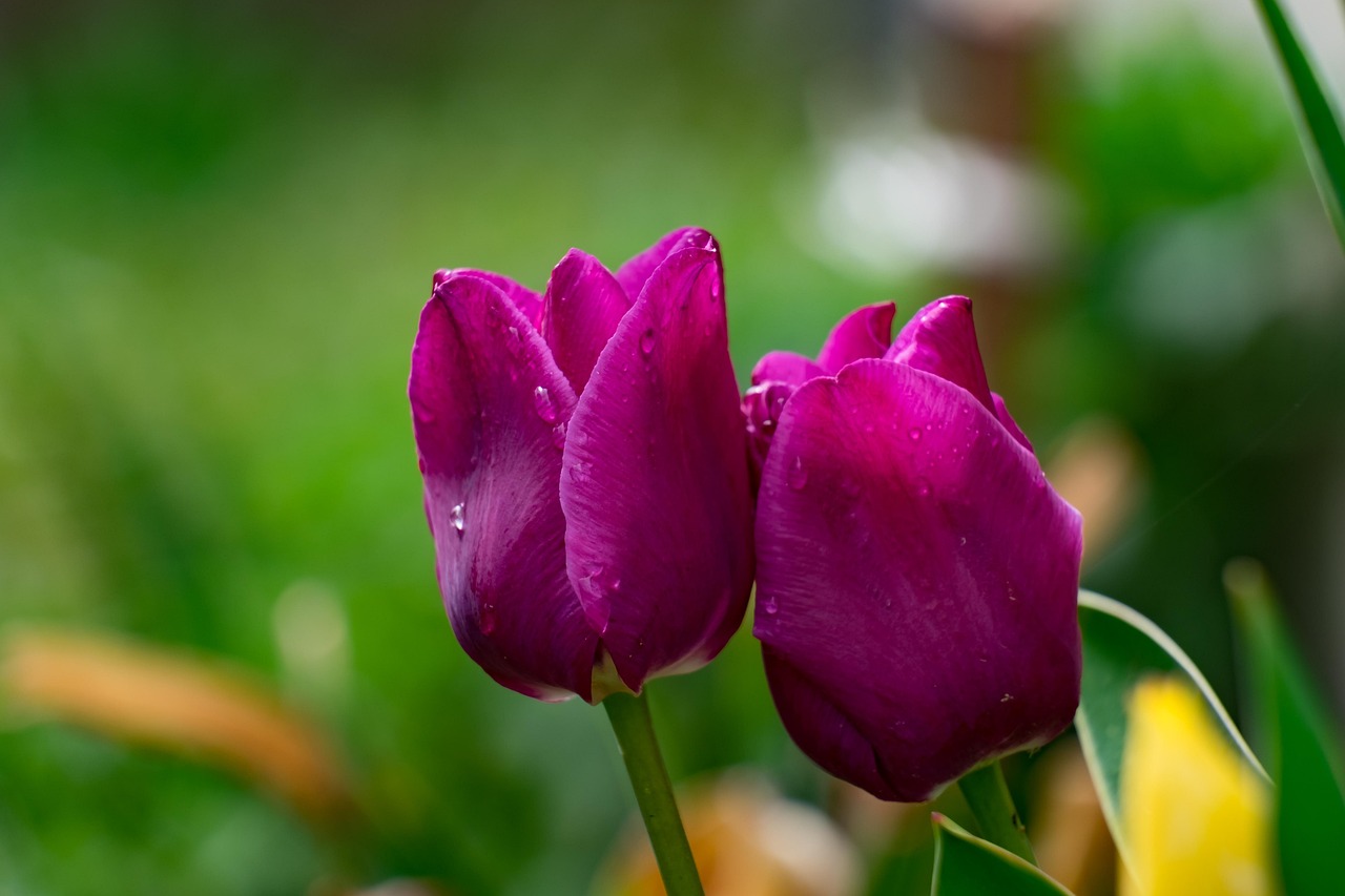 Tulipa Flor Jardim - Foto gratuita no Pixabay - Pixabay
