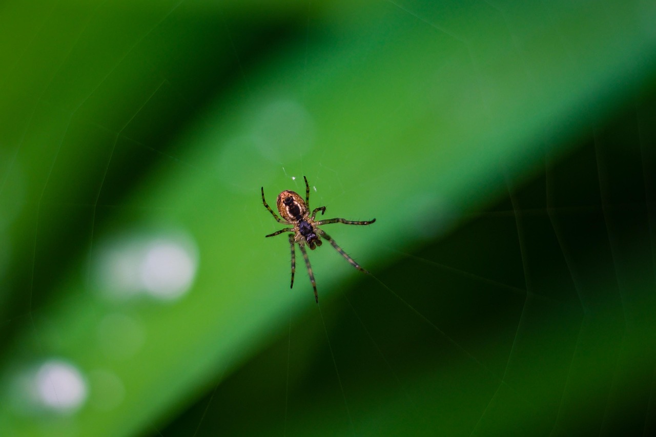 Spider Network Spider'S Web - Free photo on Pixabay - Pixabay