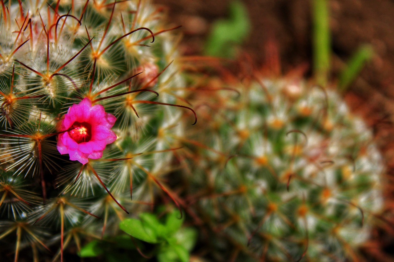 Blomma Kaktus Natur - Gratis foto på Pixabay - Pixabay
