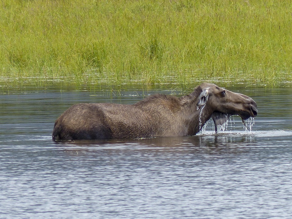 Moose Mammal Wildlife - Free photo on Pixabay - Pixabay