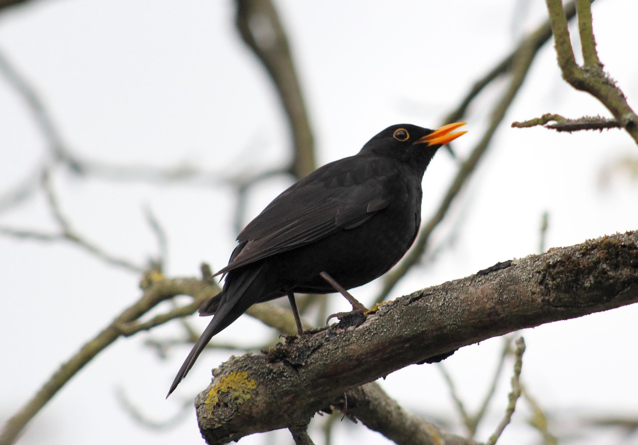 Blackbird Bird Wildlife - Free photo on Pixabay - Pixabay
