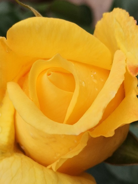 Fleur Bella - Photo gratuite sur Pixabay - Pixabay
