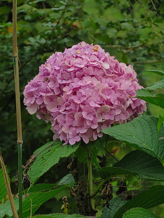 Hydrangea Petals Garden - Free photo on Pixabay