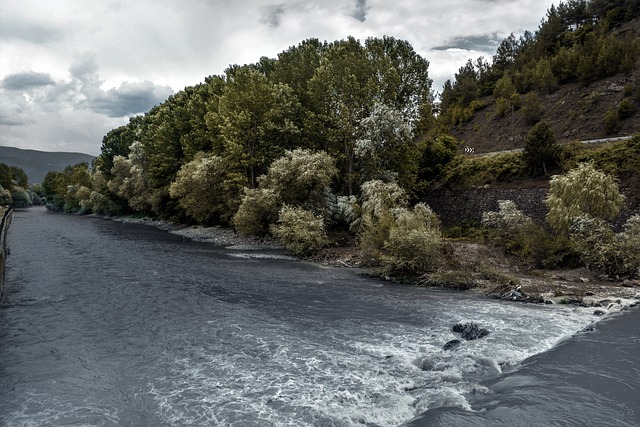 Río Árboles Árbol - Foto gratis en Pixabay - Pixabay