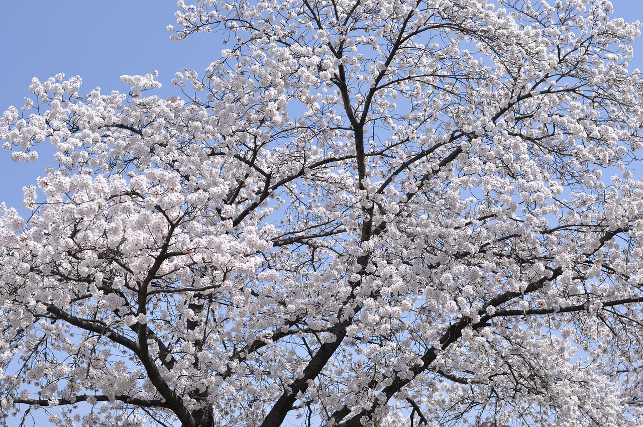 Cherry Blossom Spring Flower - Free photo on Pixabay