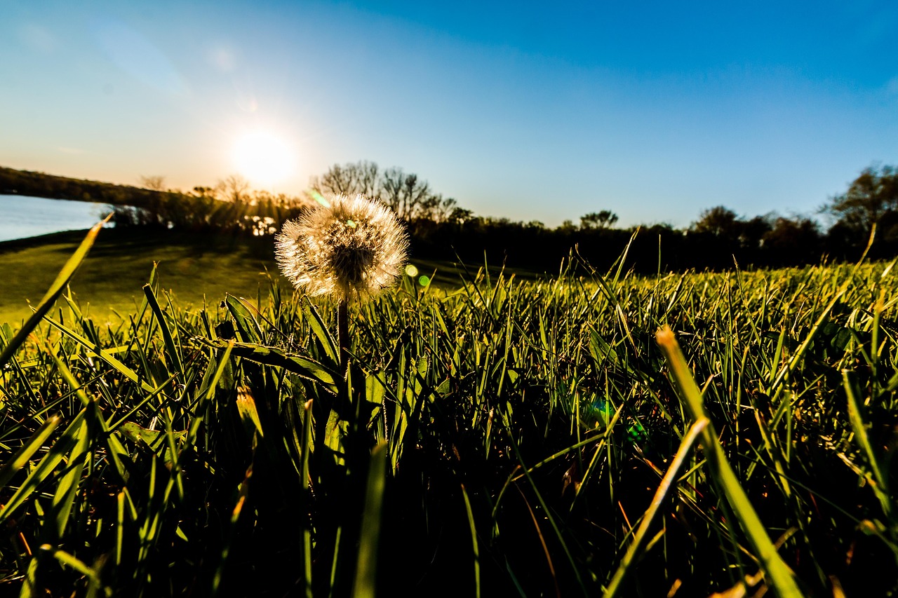 Lapangan Hijau Lanskap Tanaman - Foto gratis di Pixabay - Pixabay Lapangan Hijau Lanskap Tanaman - Foto gratis di Pixabay - Pixabay