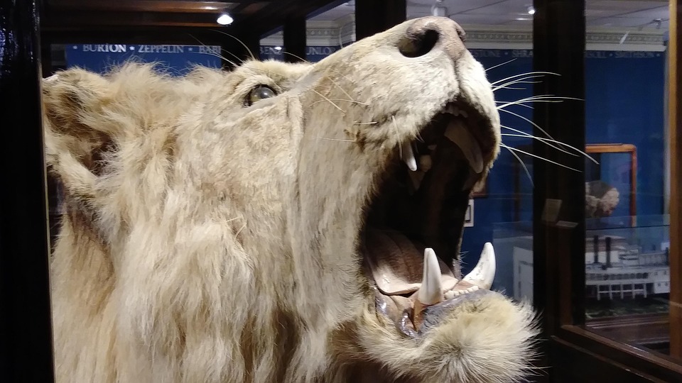 Animal León Depredador - Foto gratis en Pixabay - Pixabay