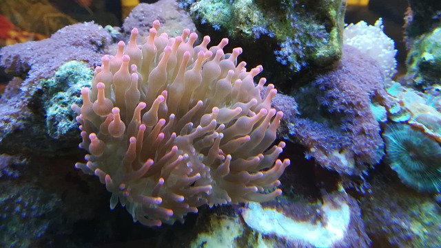 海洋生物 珊瑚 - Pixabay上的免费照片 - Pixabay