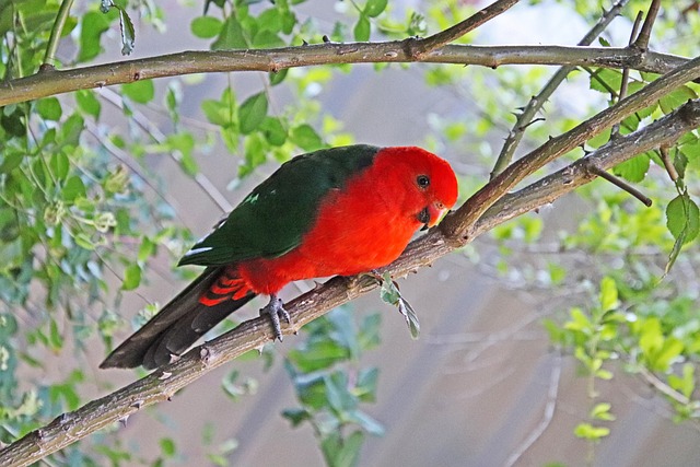 Pájaro Australiano Nativo - Foto gratis en Pixabay