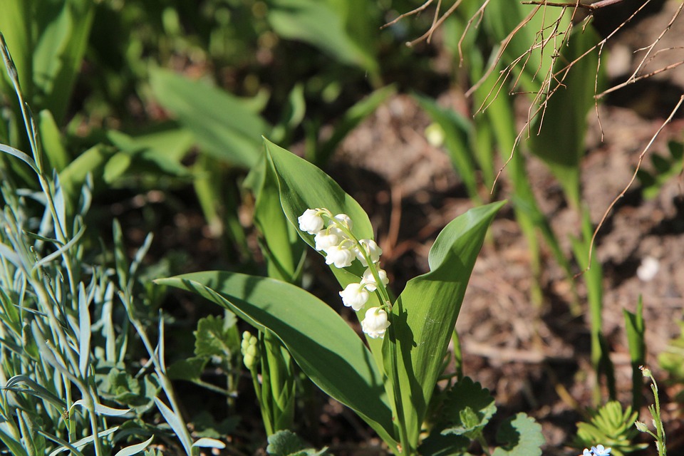 Lily Of The Valley Thrush In - Free photo on Pixabay