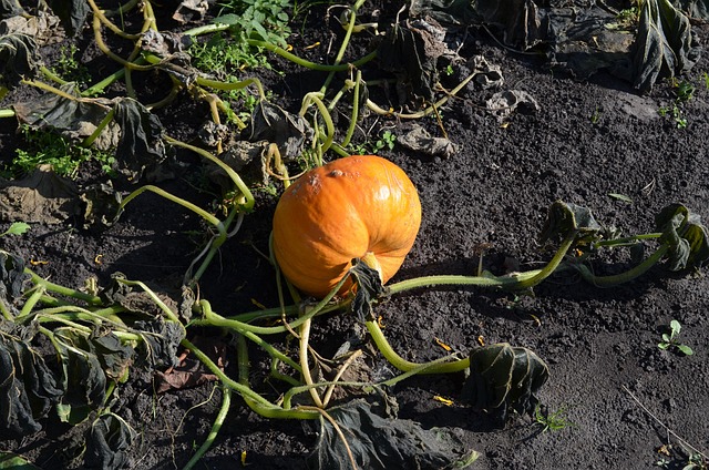 Citrouille Légume Récolter - Photo gratuite sur Pixabay - Pixabay